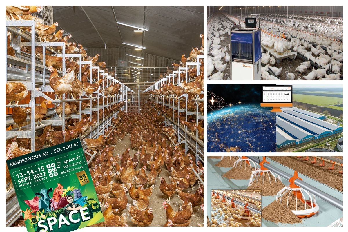 From cages to aviaries: practical solutions for poultry house renovations - Big Dutchman