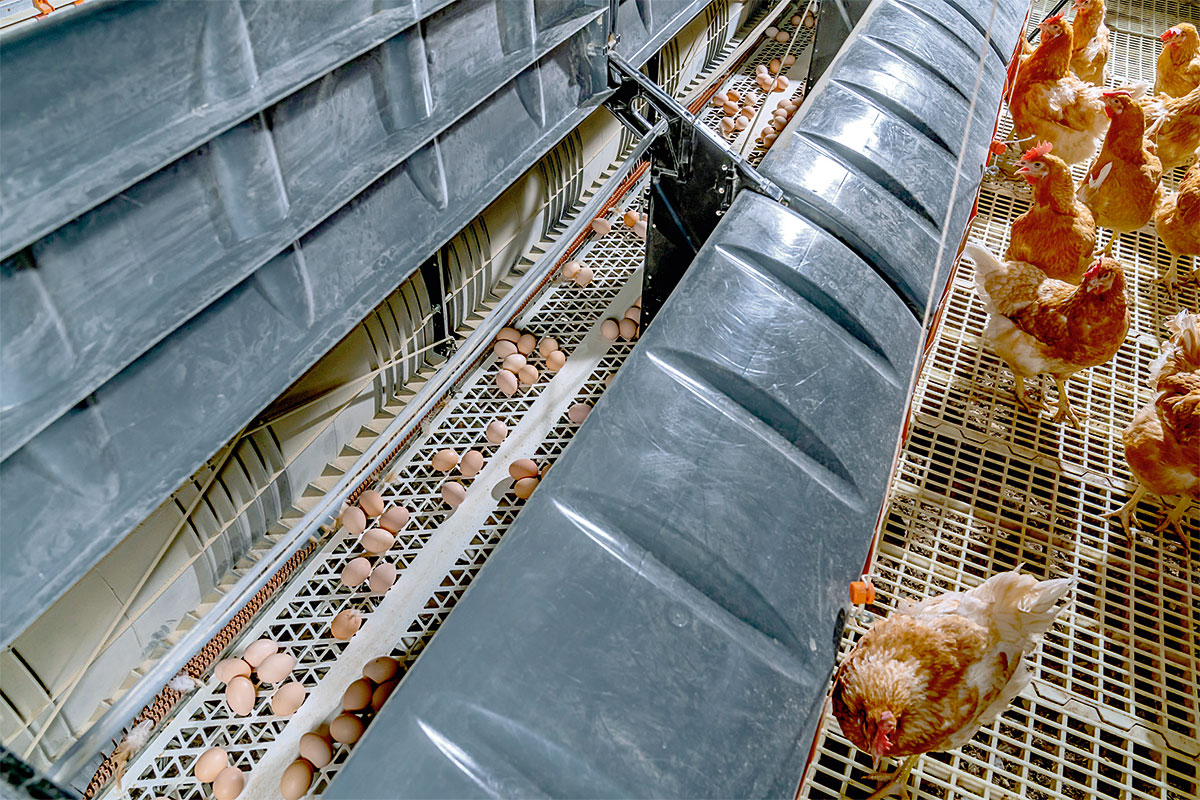 Clever solutions for broiler breeder managers - Big Dutchman