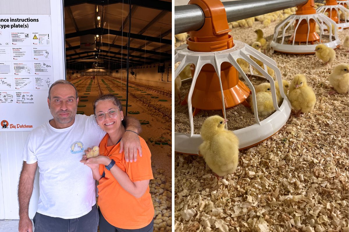 Broiler growing on Cyprus: state-of-the-art technology ensures record ...