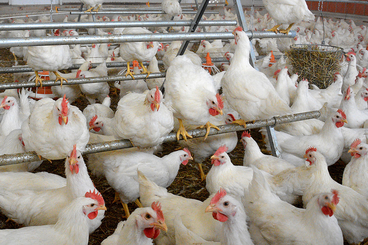 Researchers present results of a project for improved animal welfare in ...