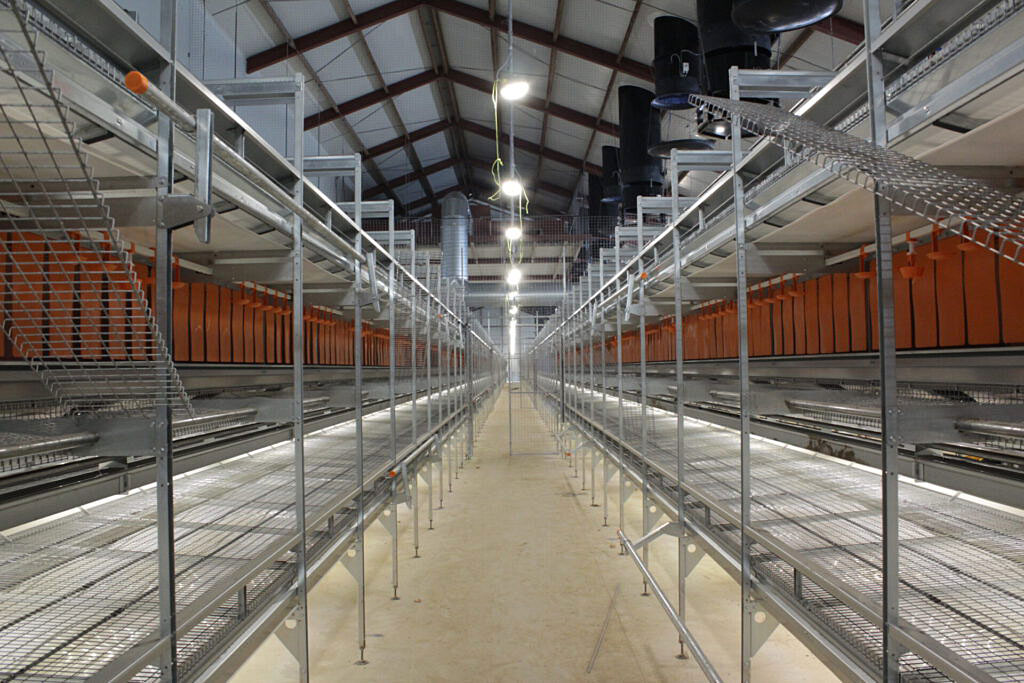 Free range egg production: a good start in the new barn - Big Dutchman