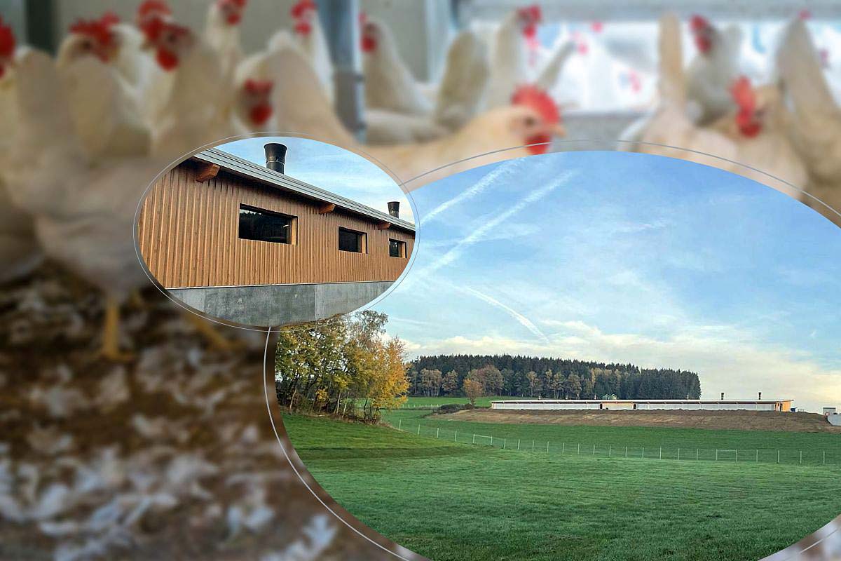 Free range egg production: farmer starts a new production branch - Big ...