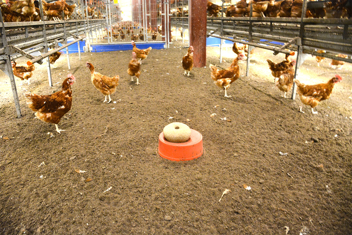 Brittany: welfare aviary for free range egg production replaces ...