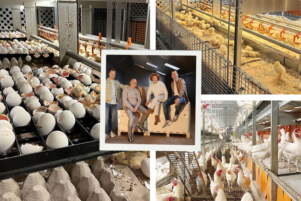 Egg production: from (hatching) egg to (commercial) egg – one aviary concept for all phases of a ...