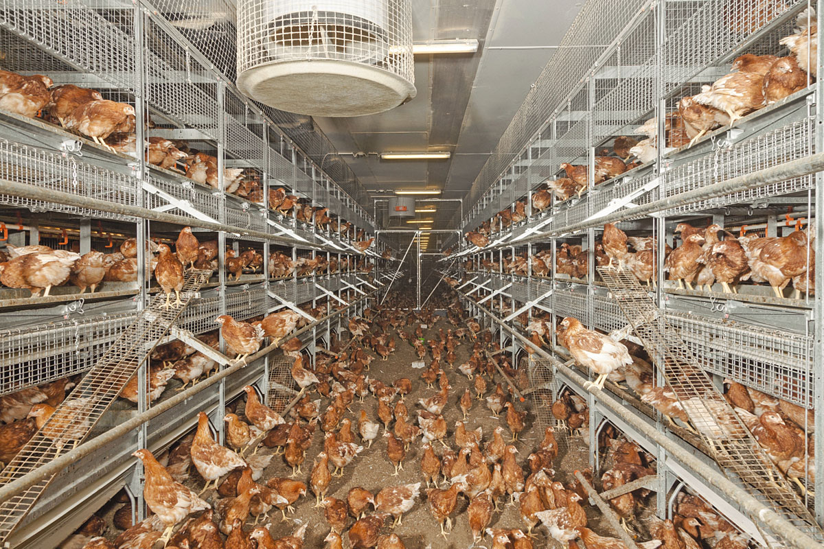 60,000 pullets learn for life - Big Dutchman