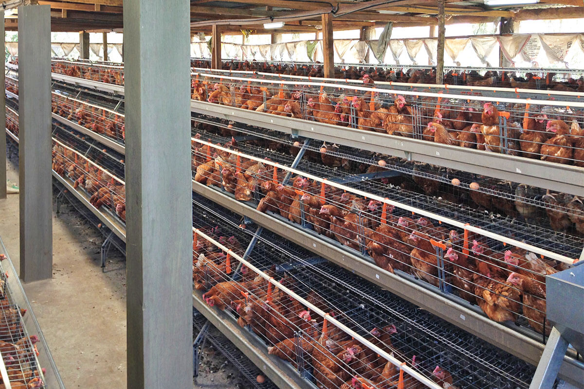 Poultry cages for professional & economic egg production including ...