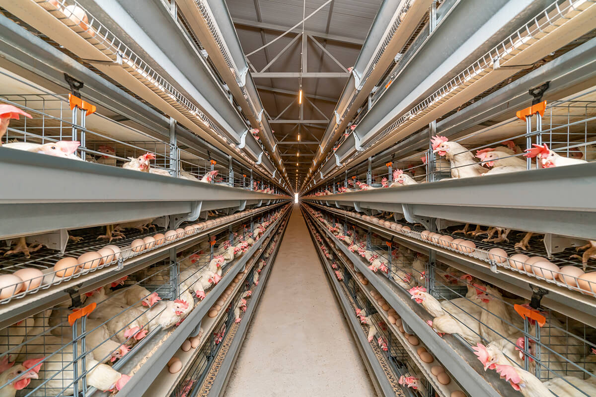 Poultry cages for professional & economic egg production including ...