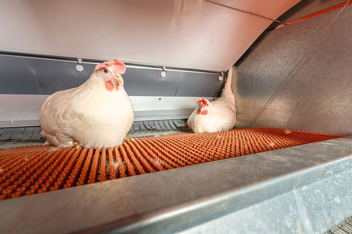 NATURA Step & NATURA Step XL - Big Dutchman