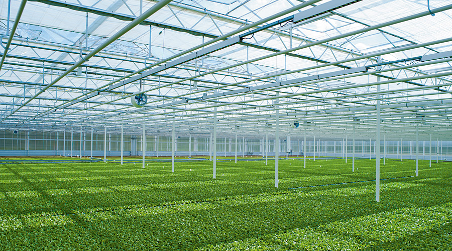 Gewächshausbau – Hightech-Projekte aus Glas - Big Dutchman