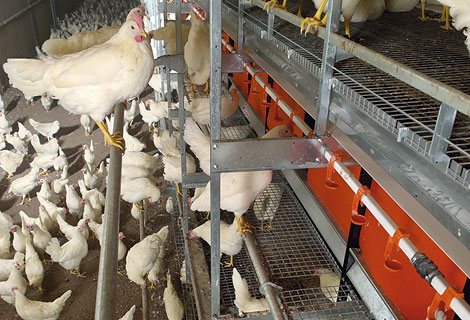 Massive investment in Scottish barn egg production - Big Dutchman