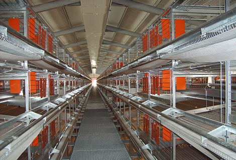 Modern egg production with enriched colony systems - Big Dutchman
