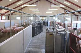 Callmatic 2 – new gestation house for 200 pregnant sows - Big Dutchman