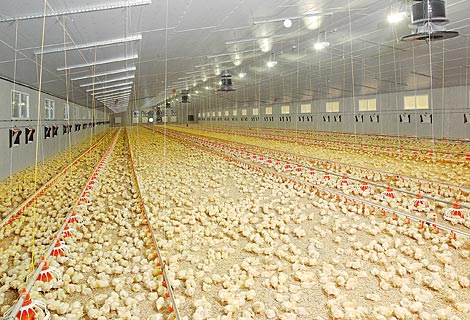 An innovative poultry climate control concept - Big Dutchman
