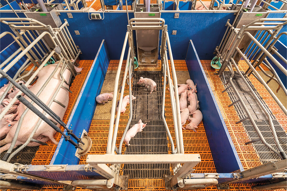 Agilo - Big Dutchman