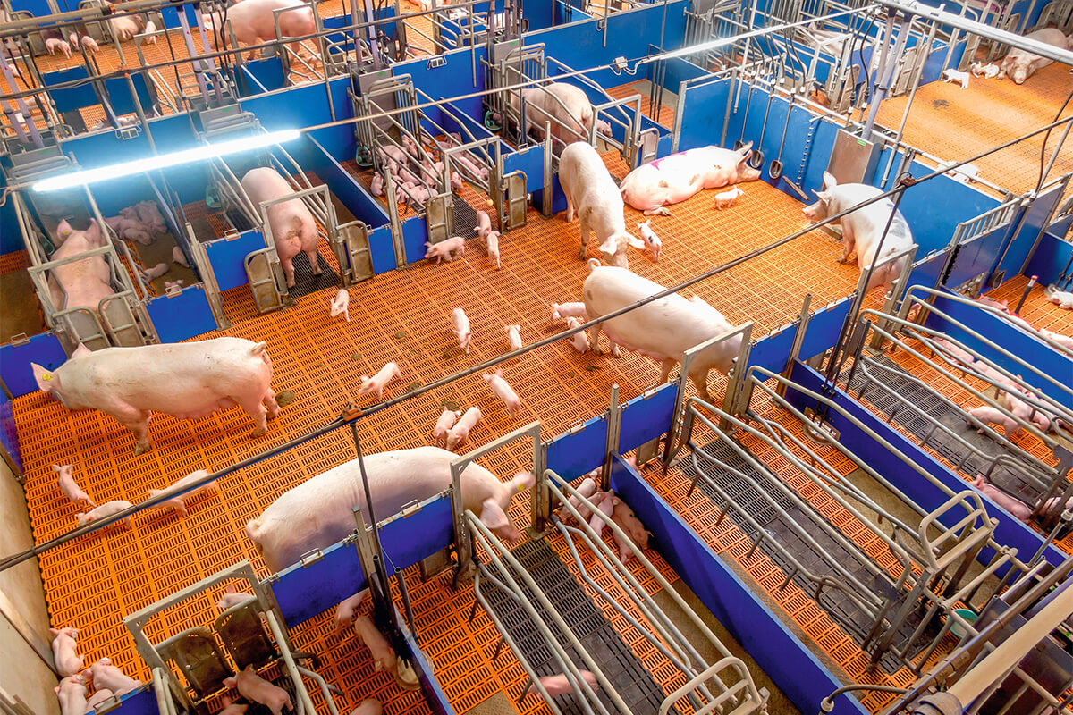 Agilo - Big Dutchman