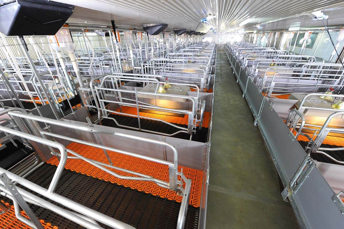 Sow management: the best sow equipment & feeding systems - Big Dutchman