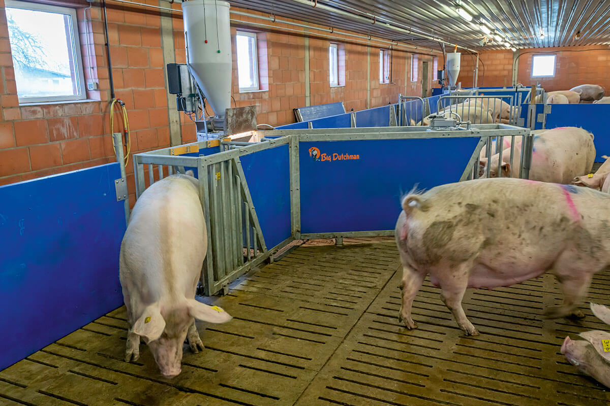 Sow management: the best sow equipment & feeding systems - Big Dutchman