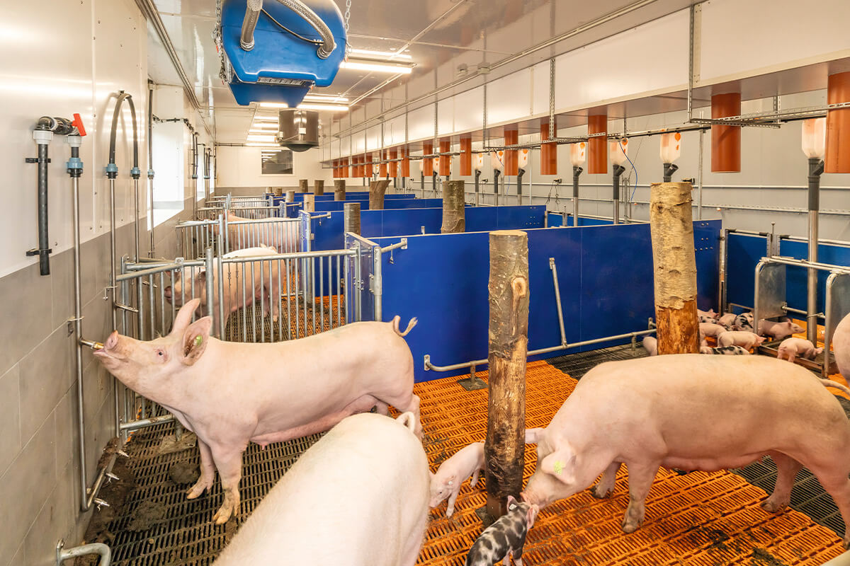 Sow management: the best sow equipment & feeding systems - Big Dutchman