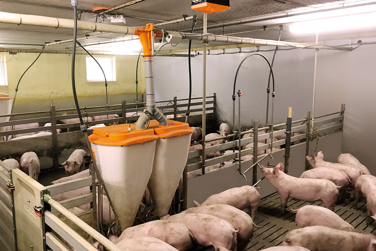 Successful pig finishing with the correct pig equipment & feeding ...