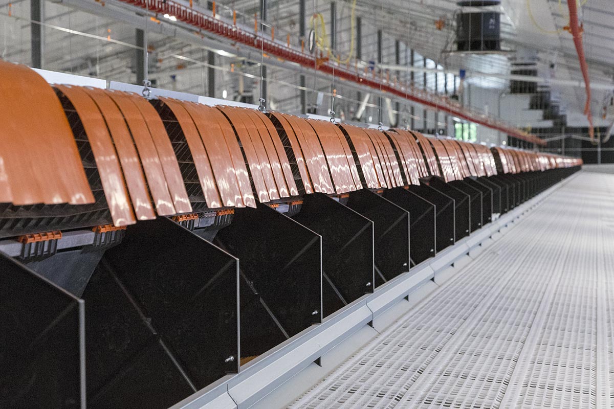 Poultry house with the newest equipment for broiler breeder management ...