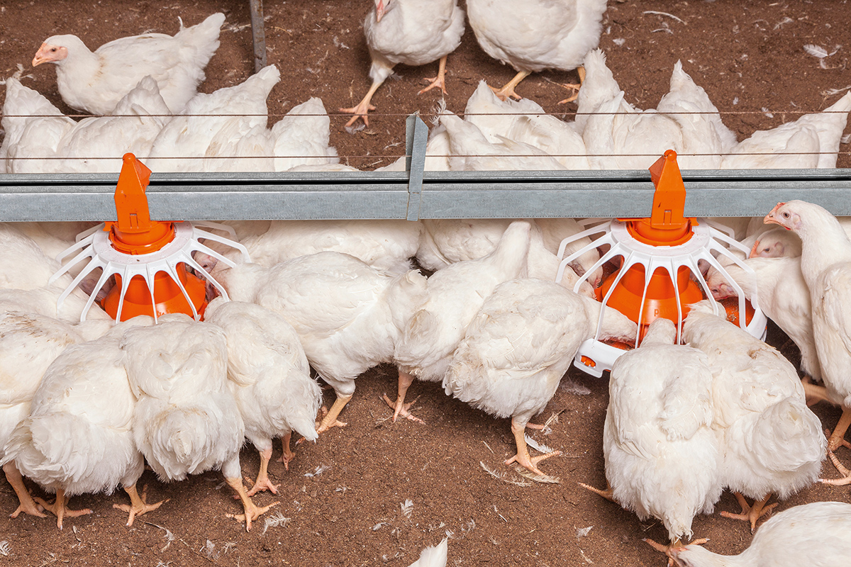Broiler breeder management: modern equipment and poultry feeding ...