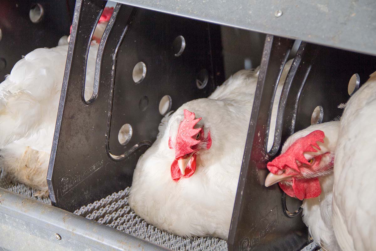 Broiler breeder management: modern equipment and poultry feeding systems - Big Dutchman