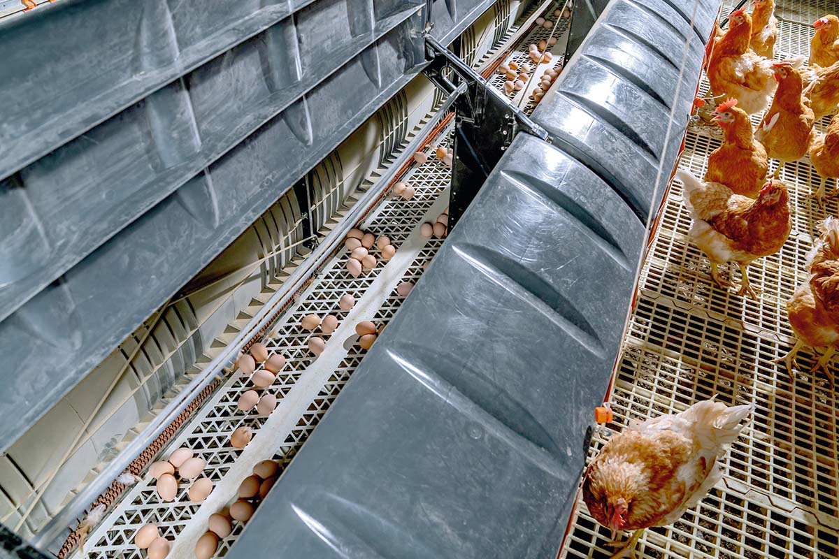 Broiler breeder management: modern equipment and poultry feeding systems - Big Dutchman