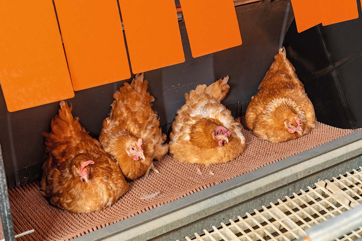 Broiler breeder management: modern equipment and poultry feeding ...