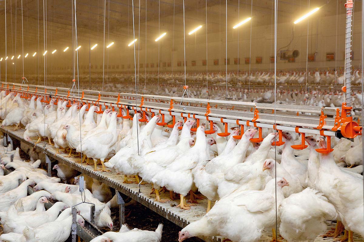 Optimal broiler production - Big Dutchman