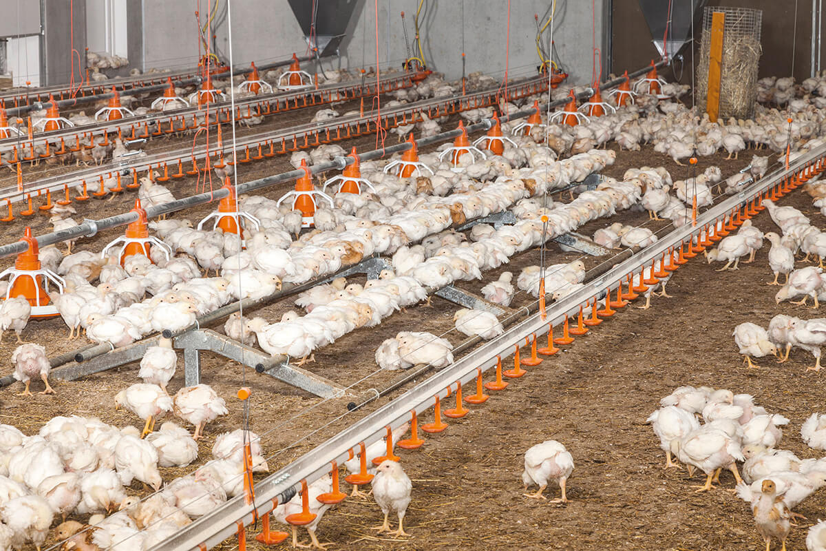 Optimal broiler production - Big Dutchman