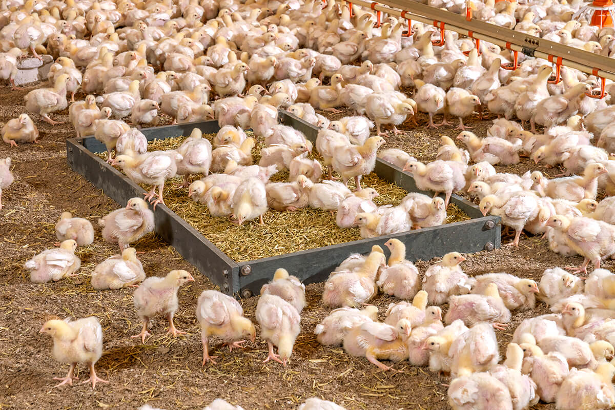 Optimal broiler production - Big Dutchman