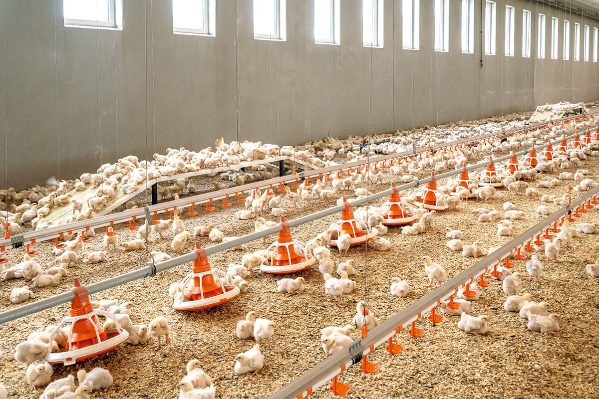 Optimal broiler production - Big Dutchman