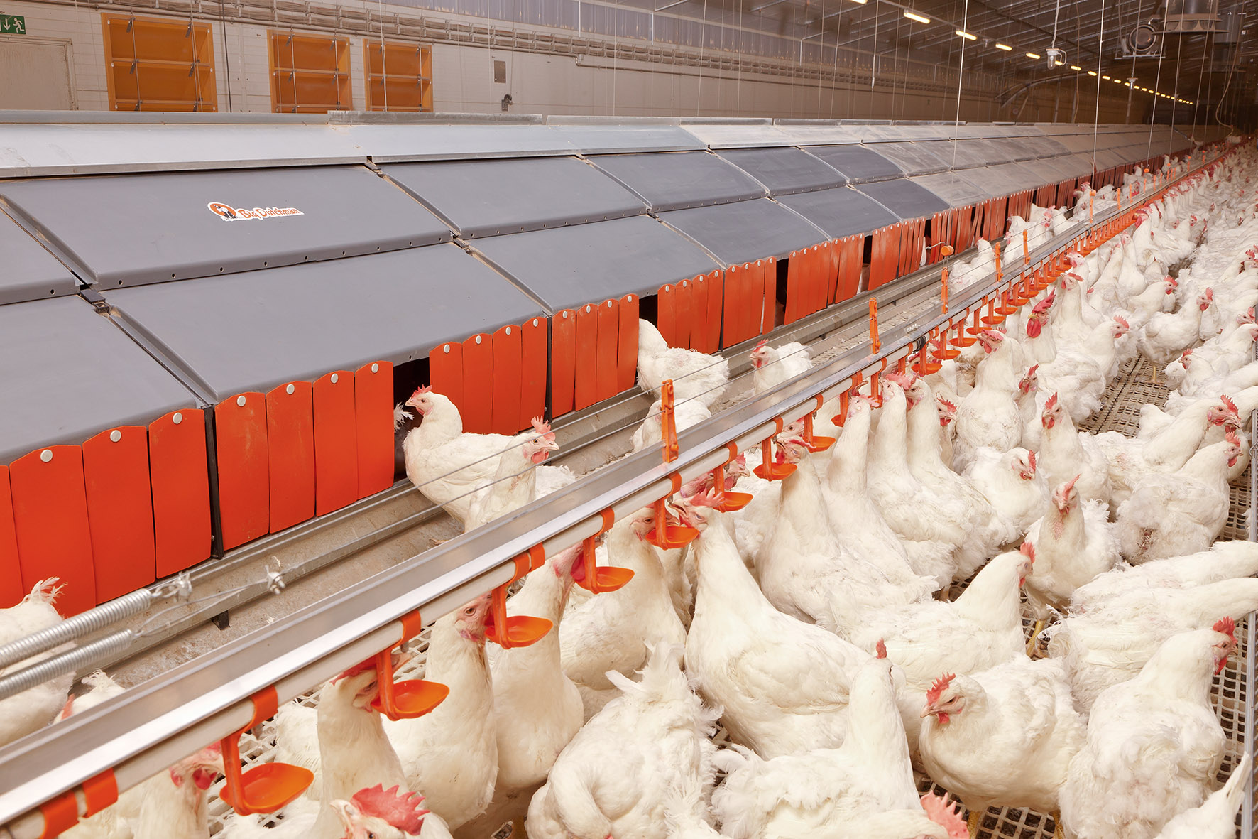 Broiler breeder management - recent pictures for download - Big Dutchman