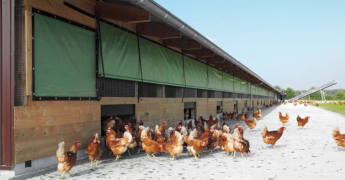 Free range egg production: farmer starts a new production branch - Big ...